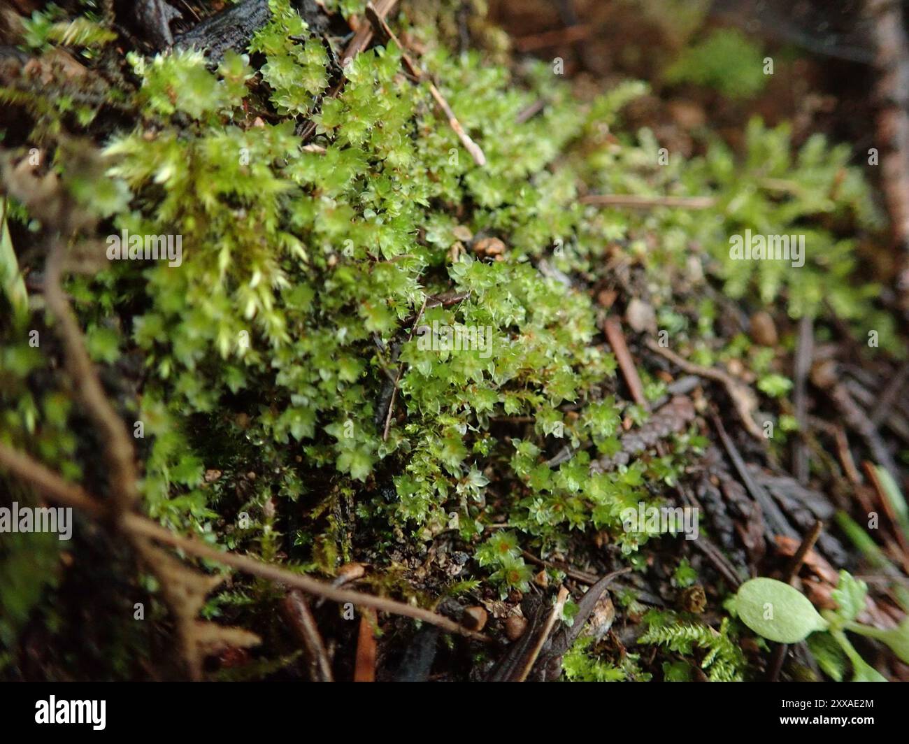 Capillary Thread-moss (Ptychostomum capillare) Plantae Stock Photo - Alamy
