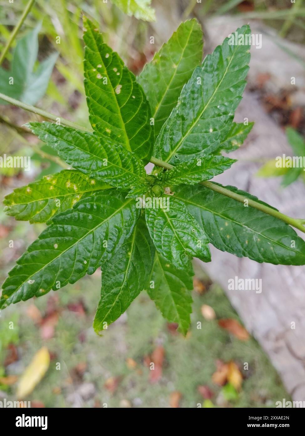Yellow alder (Turnera ulmifolia) Plantae Stock Photo - Alamy