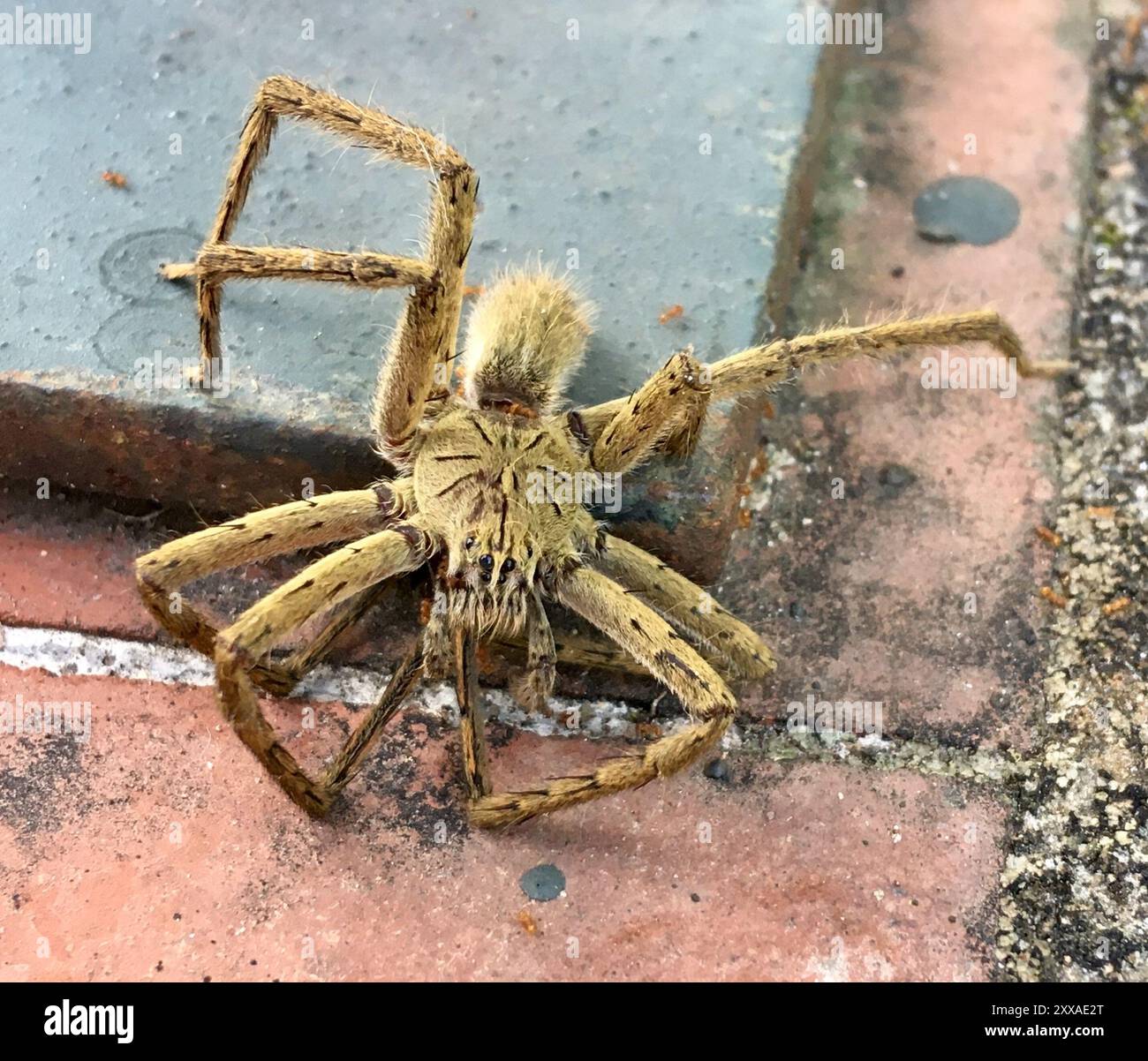 Red-thighed Bromeliad Spider (Cupiennius coccineus) Arachnida Stock ...