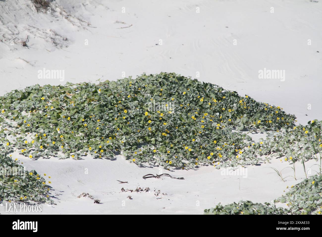 Cape Beach Daisy (Arctotheca populifolia) Plantae Stock Photo - Alamy