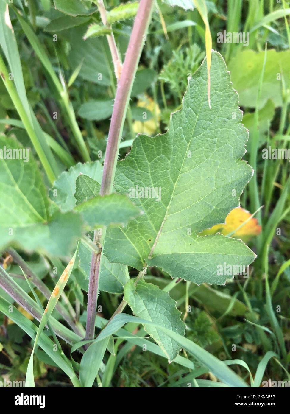 wild and domestic radish (Raphanus raphanistrum sativus) Plantae Stock ...