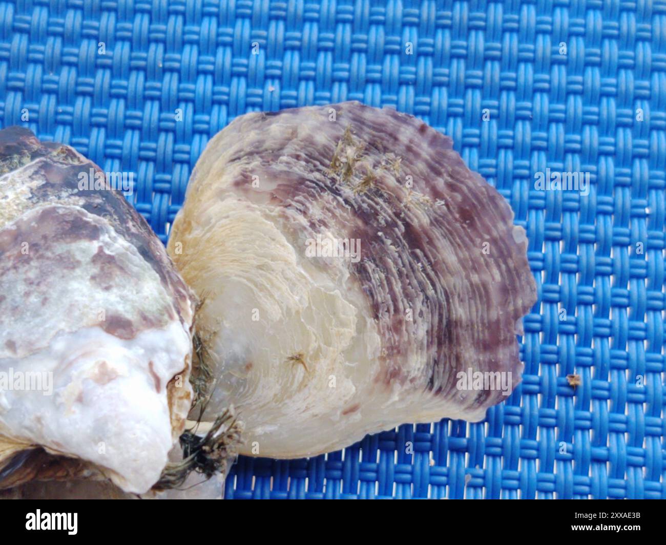 Flat Tree Oyster (Isognomon alatus) Mollusca Stock Photo - Alamy