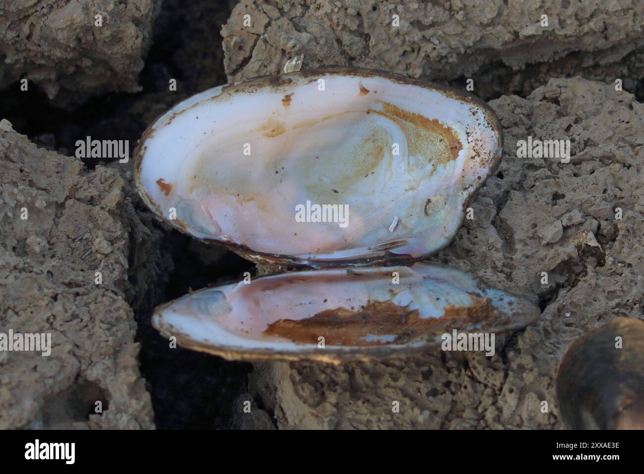 Purple Nacre Mussel (Alathyria pertexta) Mollusca Stock Photo - Alamy