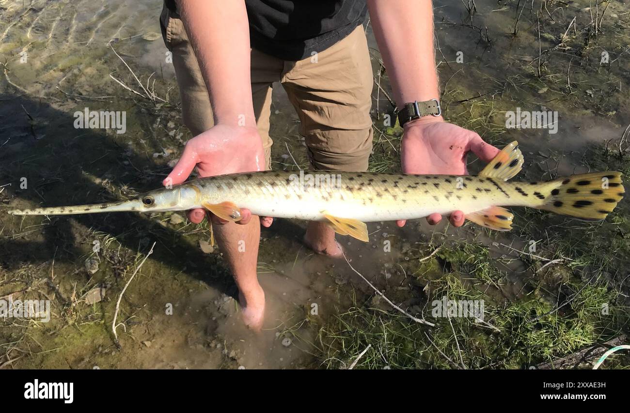Longnose Gar (Lepisosteus osseus) Actinopterygii Stock Photo - Alamy