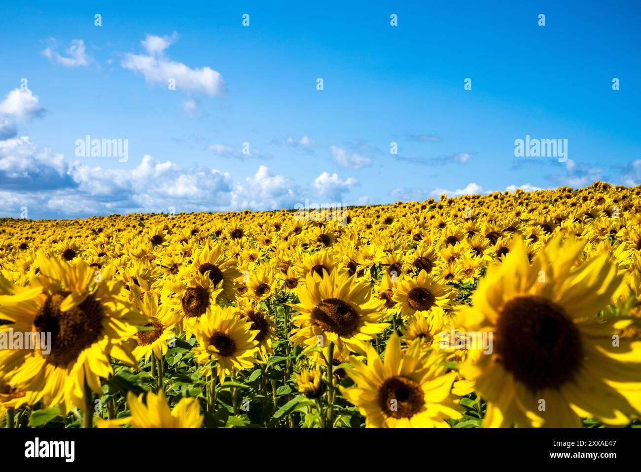 Sunflower field at Balgone in East Lothian. The sunflower is the ...