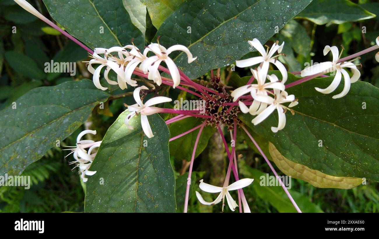 Starburst Bush (Clerodendrum quadriloculare) Plantae Stock Photo - Alamy