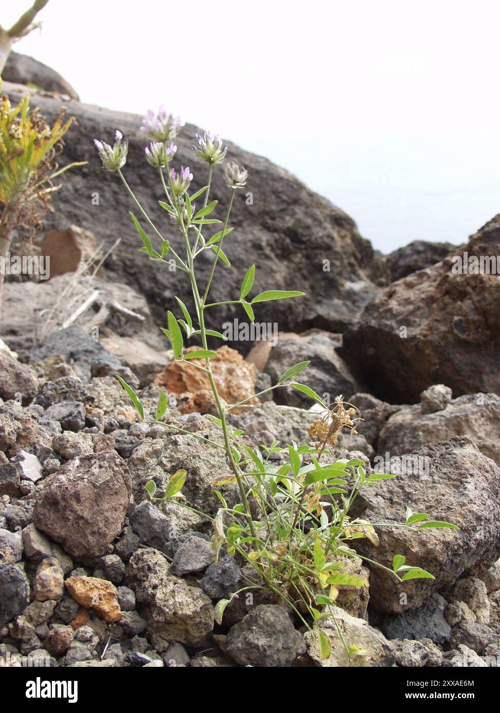arabian pea (Bituminaria bituminosa) Plantae Stock Photo - Alamy