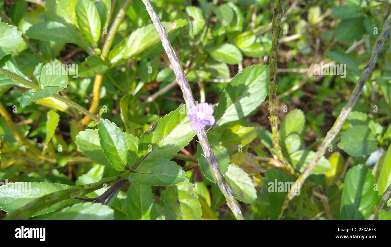 Blue Porterweed (Stachytarpheta jamaicensis) Plantae Stock Photo - Alamy