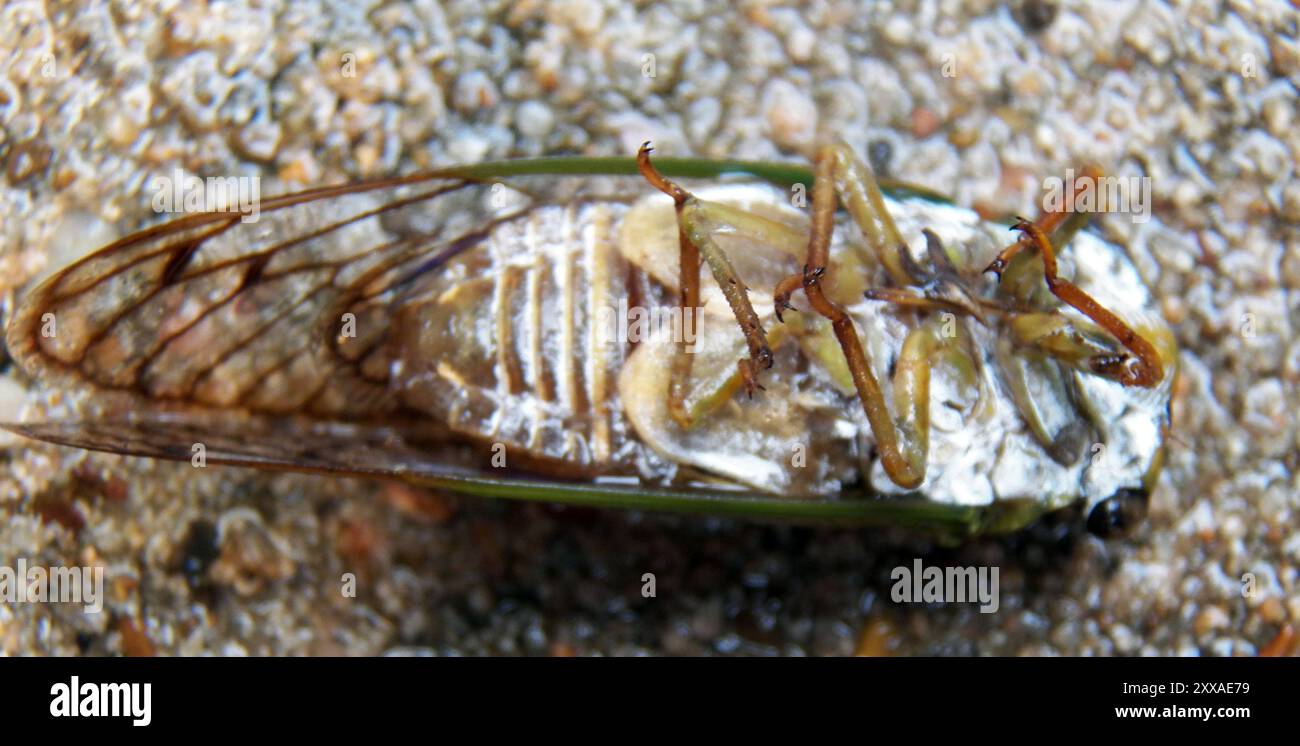 Superb Dog-day Cicada (Neotibicen superbus) Insecta Stock Photo - Alamy