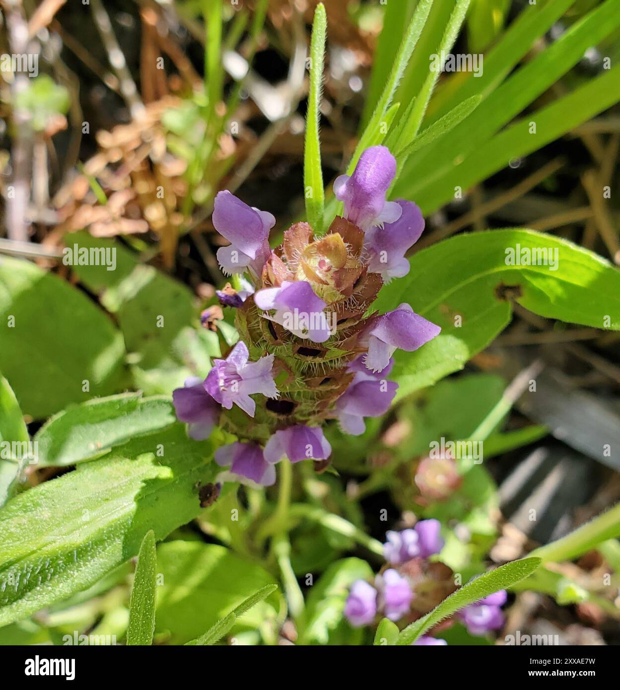common selfheal (Prunella vulgaris) Plantae Stock Photo - Alamy