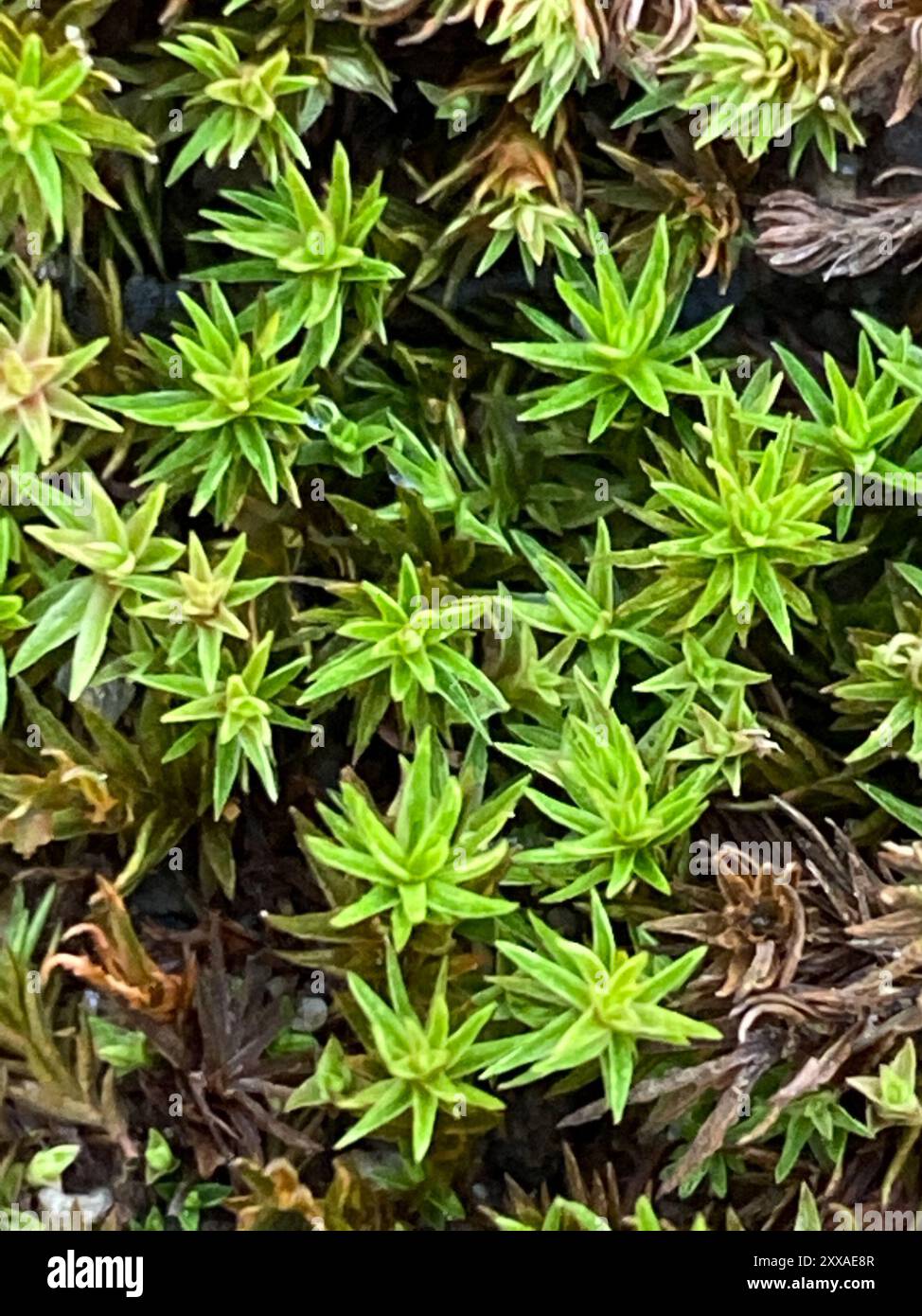 lesser smoothcap (Atrichum angustatum) Plantae Stock Photo - Alamy