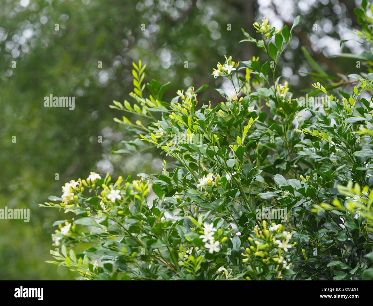 Orange Jasmine (Murraya paniculata) Plantae Stock Photo - Alamy