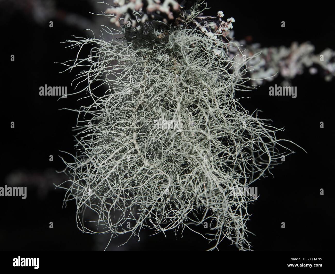 Boreal Beard Lichen (Usnea subfloridana) Fungi Stock Photo - Alamy
