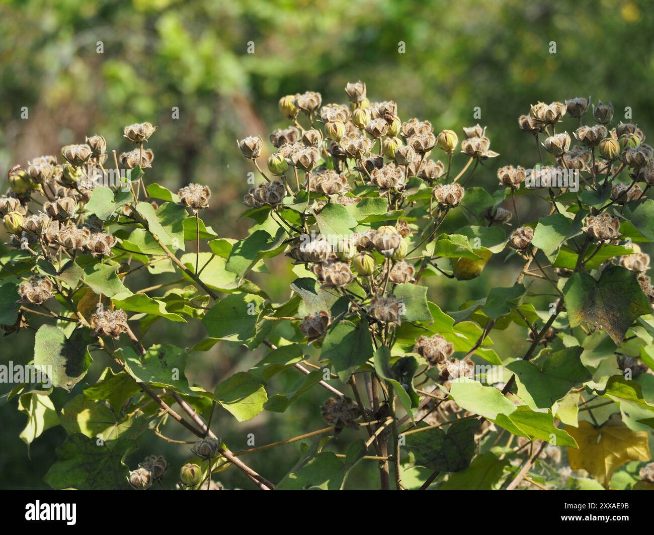 Taiwan cotton rose (Hibiscus taiwanensis) Plantae Stock Photo - Alamy