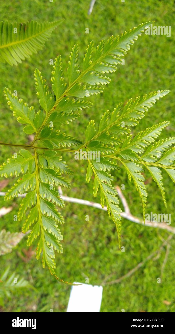 giant hare's foot fern (Davallia solida) Plantae Stock Photo - Alamy