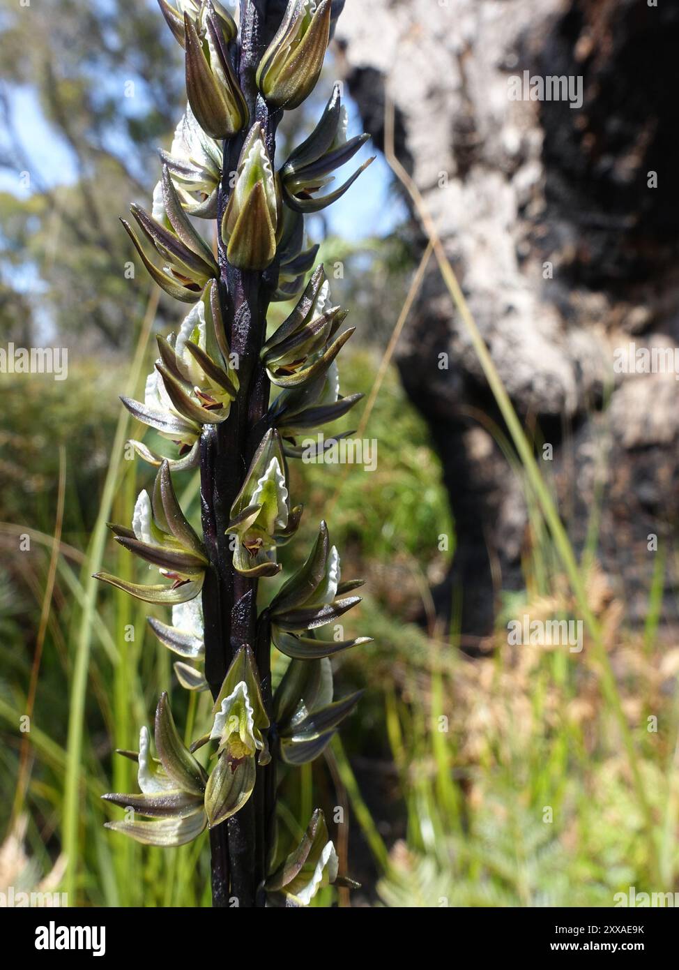 Tall Leek Orchid (Prasophyllum elatum) Plantae Stock Photo - Alamy