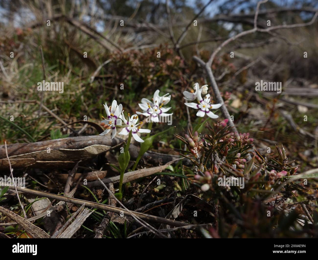 Early Nancy (Wurmbea dioica) Plantae Stock Photo - Alamy