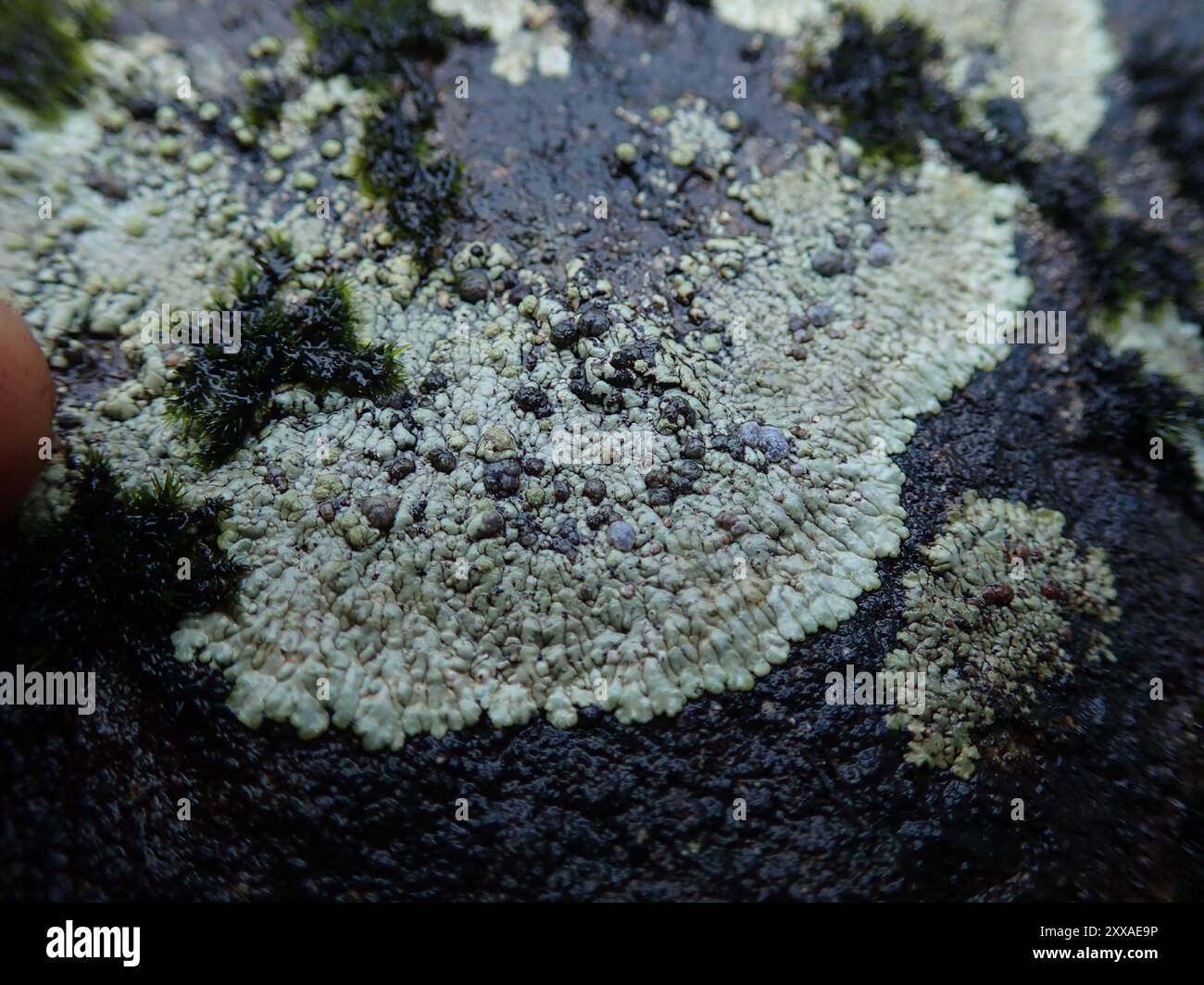 common lichens (Lecanoromycetes) Fungi Stock Photo - Alamy