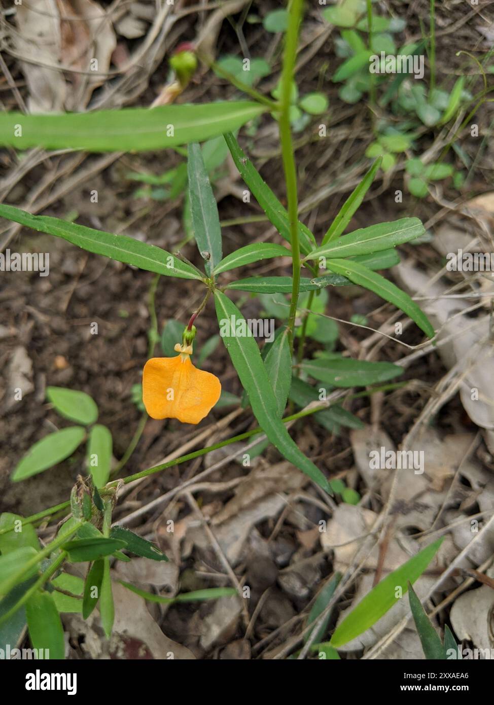 spade flower (Pigea stellarioides) Plantae Stock Photo - Alamy
