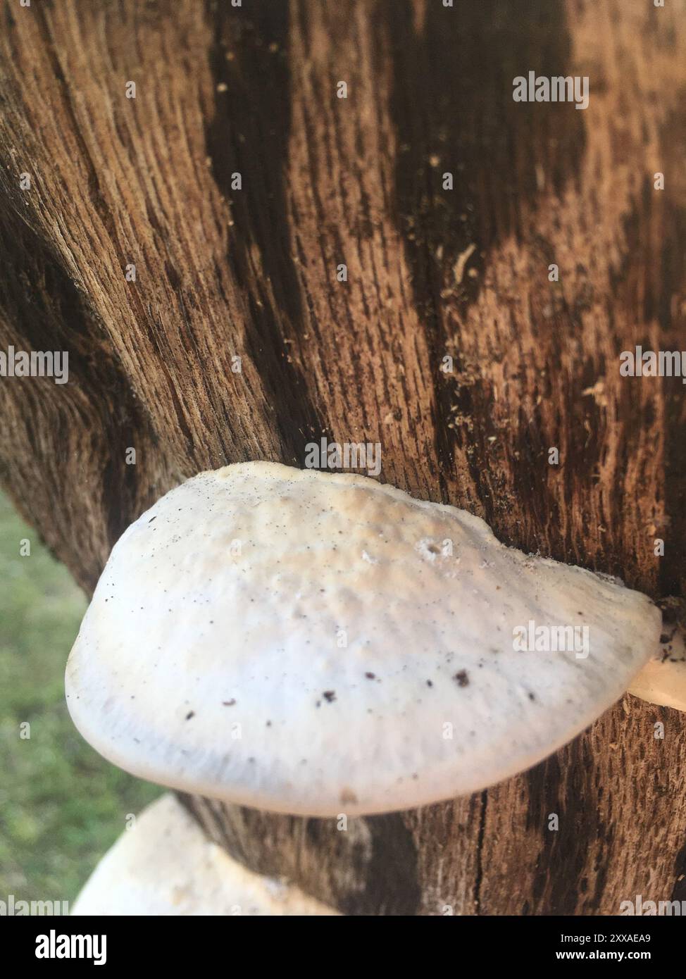 shelf fungi (Polyporales) Fungi Stock Photo - Alamy