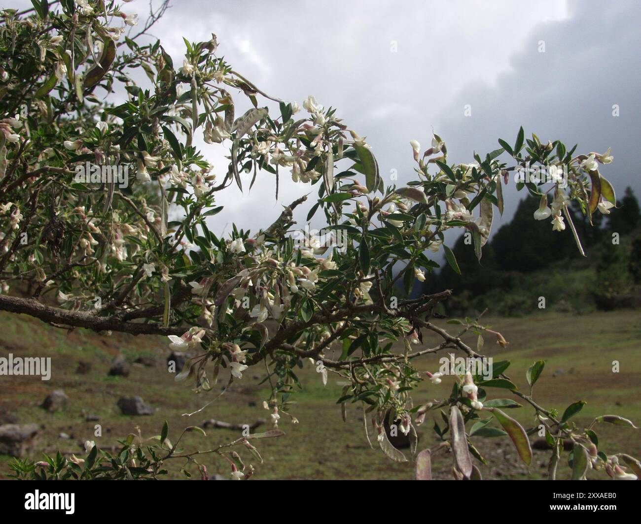 Tree lucerne (Chamaecytisus prolifer) Plantae Stock Photo - Alamy
