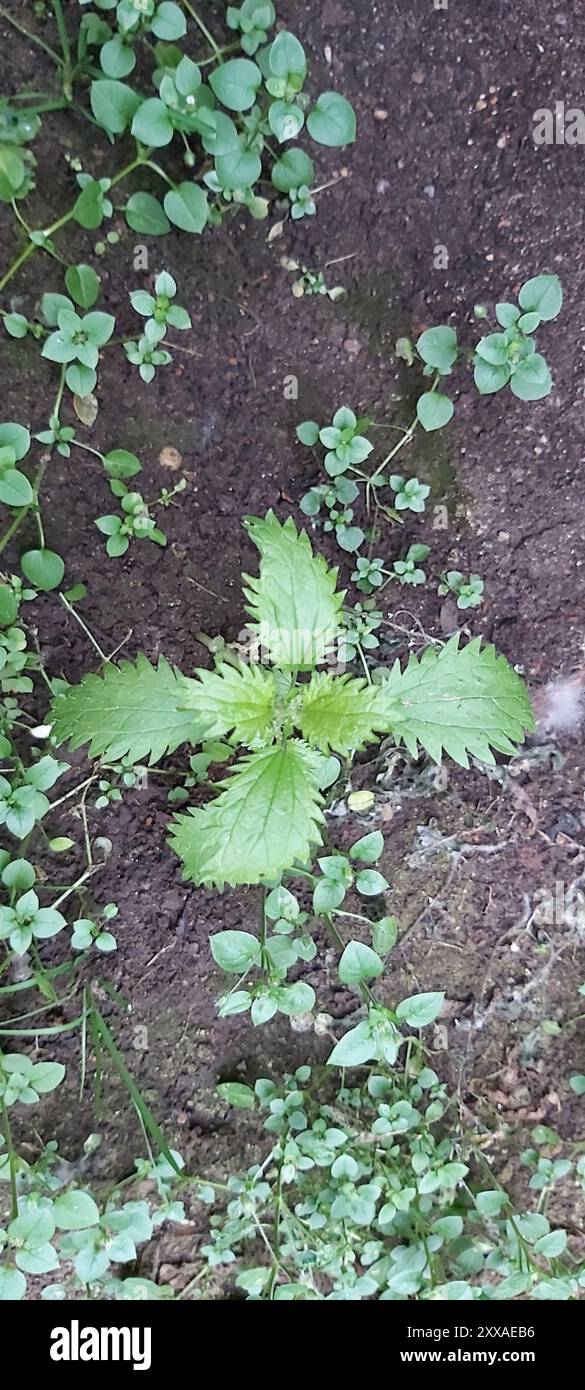 Dwarf Nettle (Urtica urens) Plantae Stock Photo - Alamy