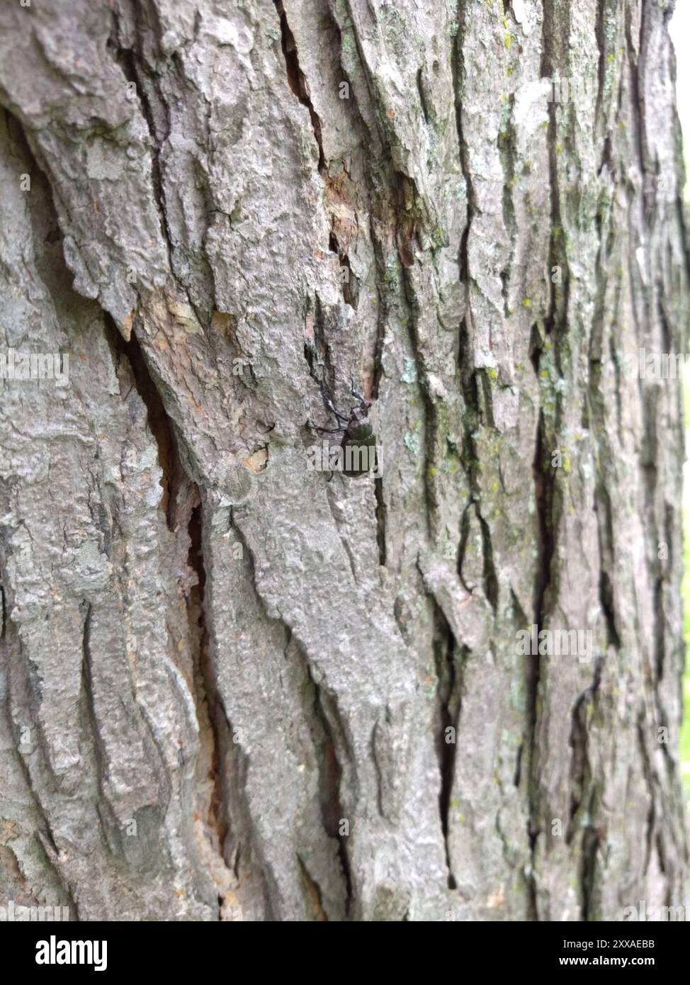 Rough Hermit Beetle (Osmoderma scabra) Insecta Stock Photo - Alamy