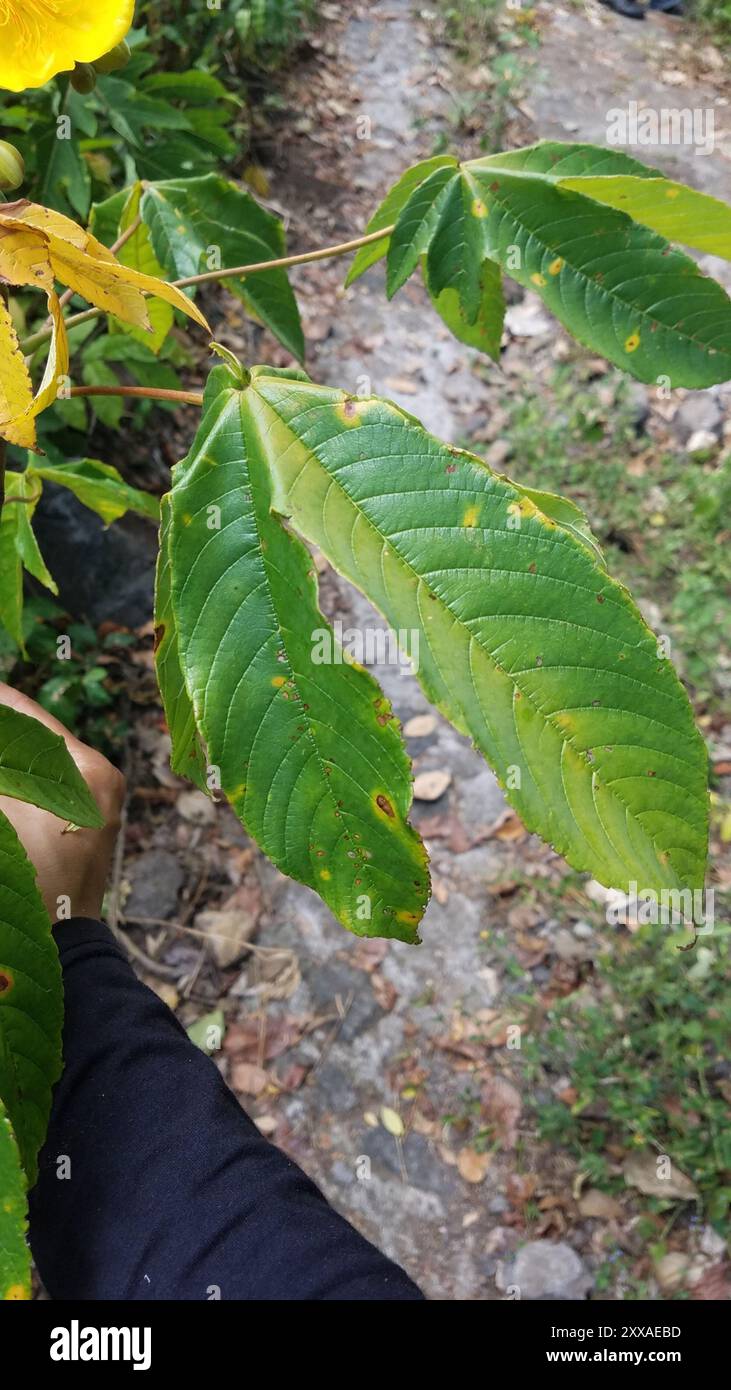 Buttercup Tree (Cochlospermum vitifolium) Plantae Stock Photo - Alamy