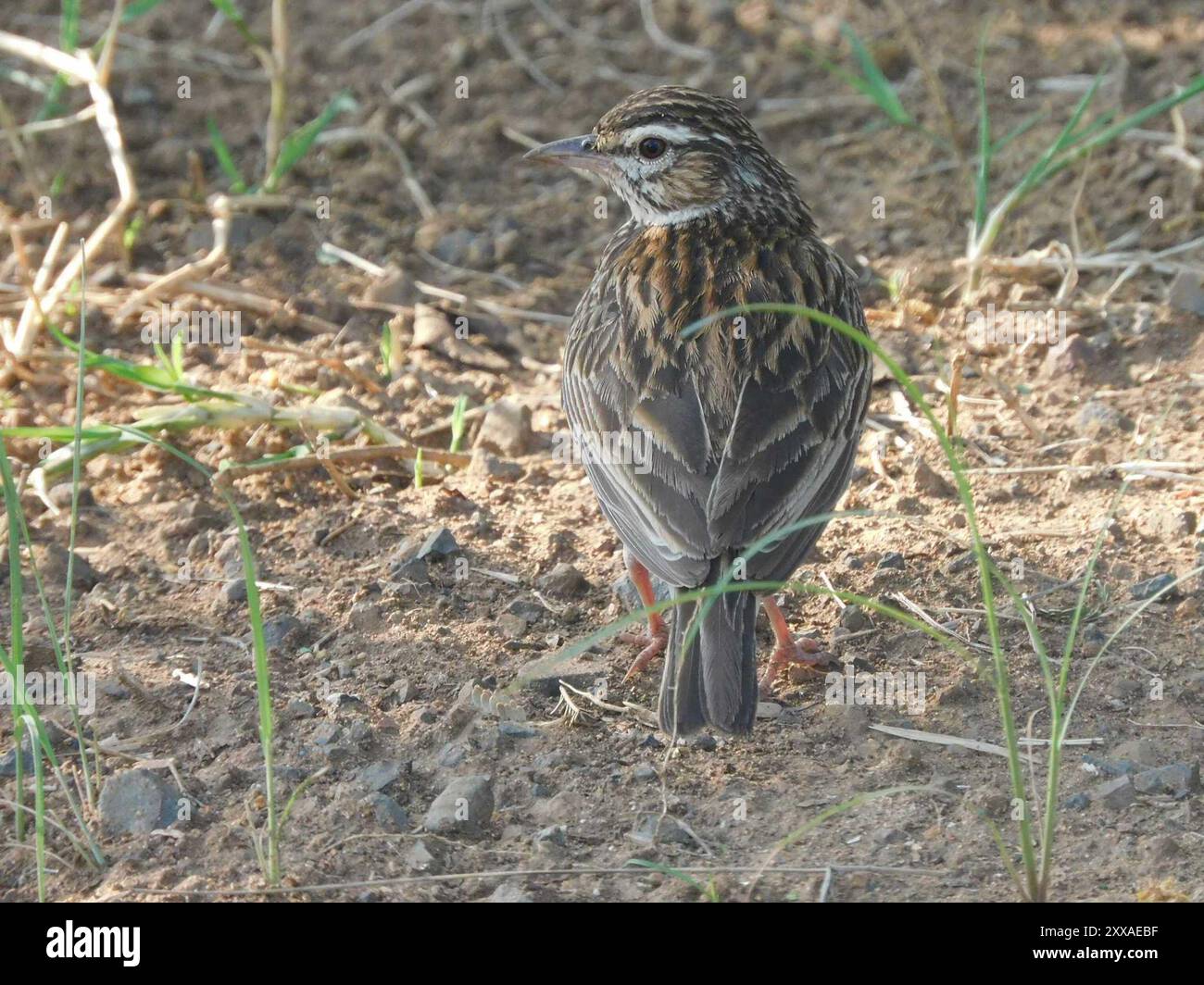 (Calendulauda sabota sabota) Aves Stock Photo - Alamy