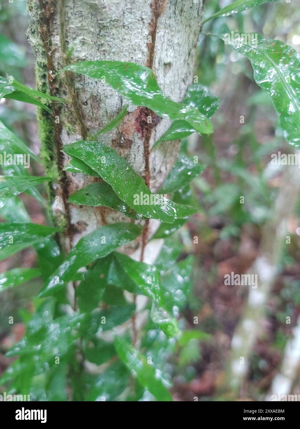 vascular plants (Tracheophyta) Plantae Stock Photo - Alamy
