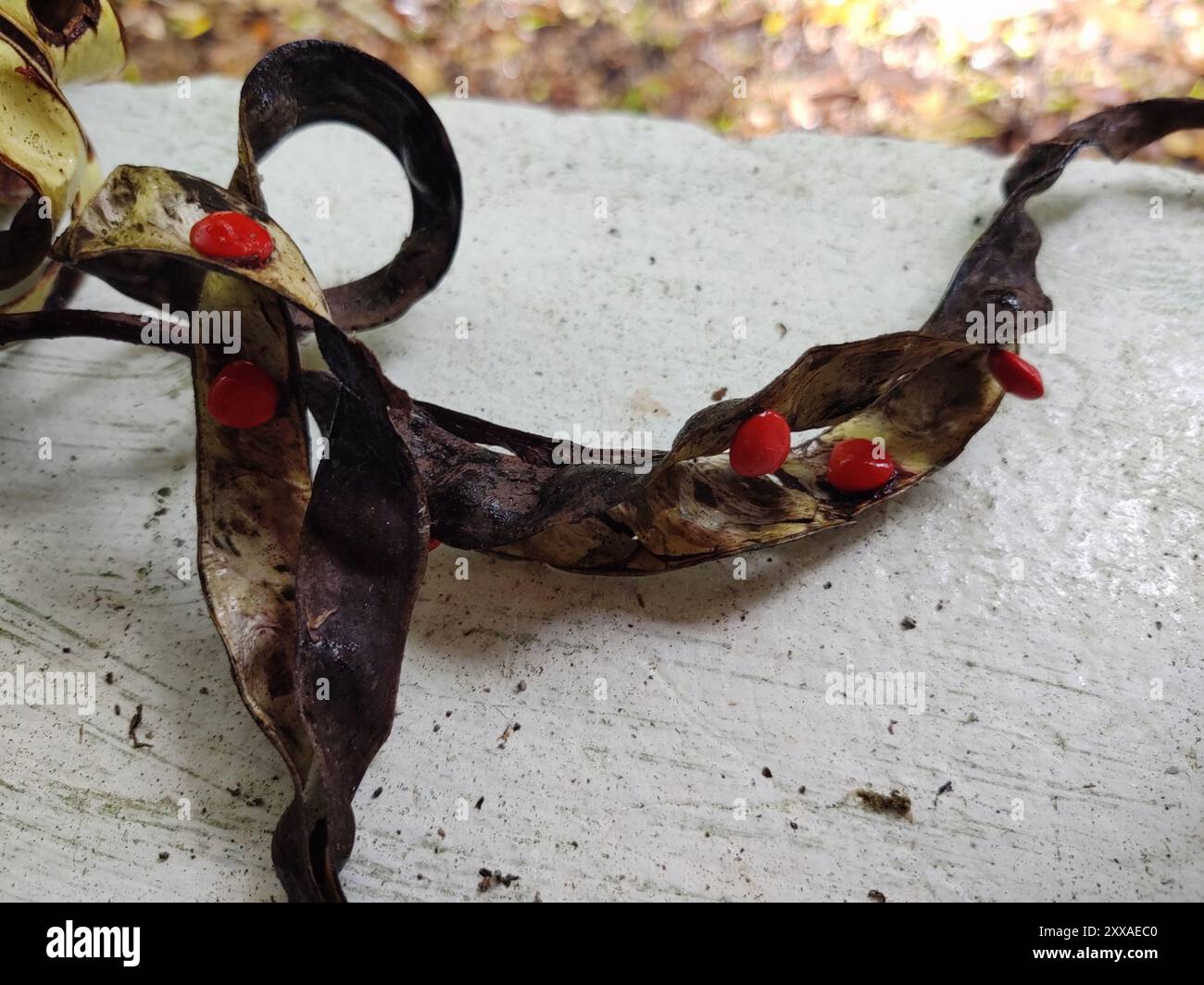 Saga Tree (Adenanthera pavonina) Plantae Stock Photo - Alamy