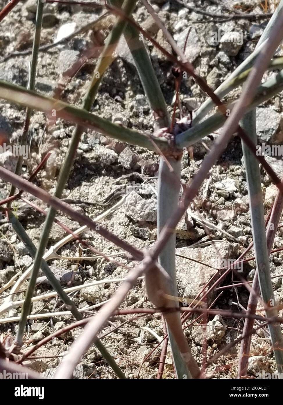 Desert Trumpet (Eriogonum inflatum) Plantae Stock Photo - Alamy