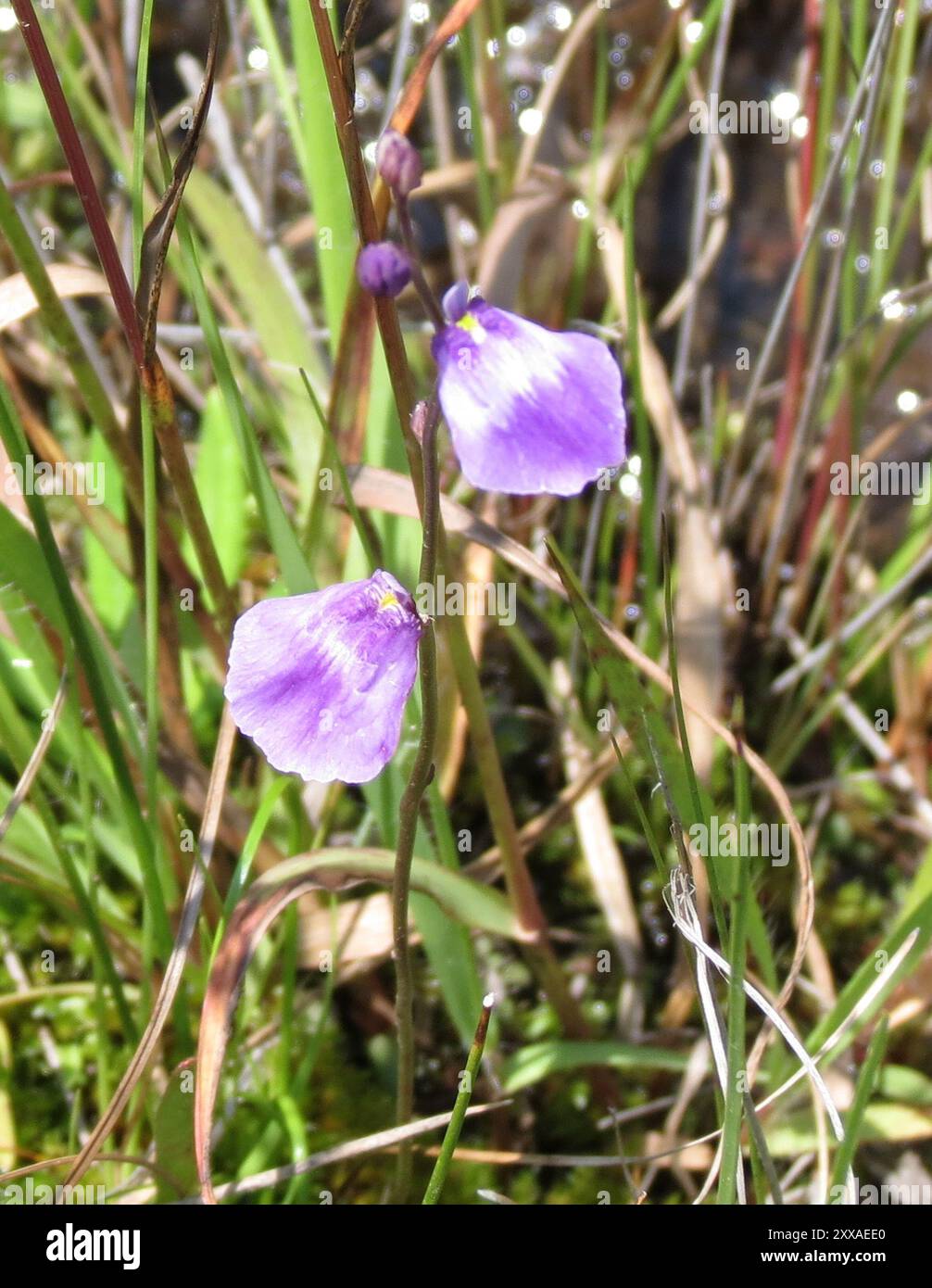 Lead Bladderwort (Utricularia livida) Plantae Stock Photo - Alamy
