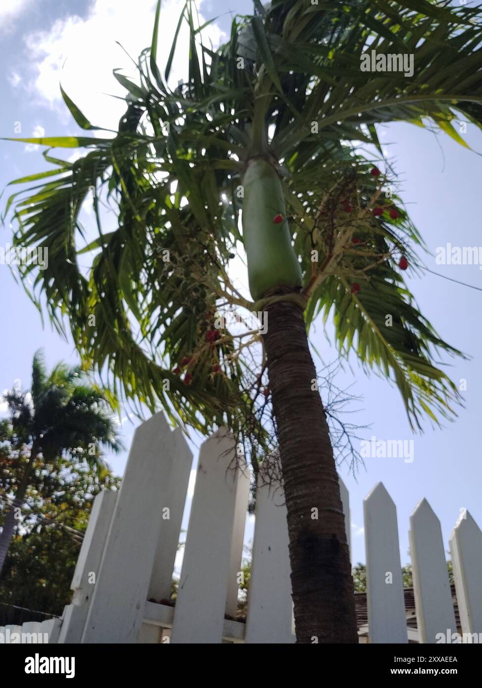 Manila Palm (Adonidia merrillii) Plantae Stock Photo - Alamy