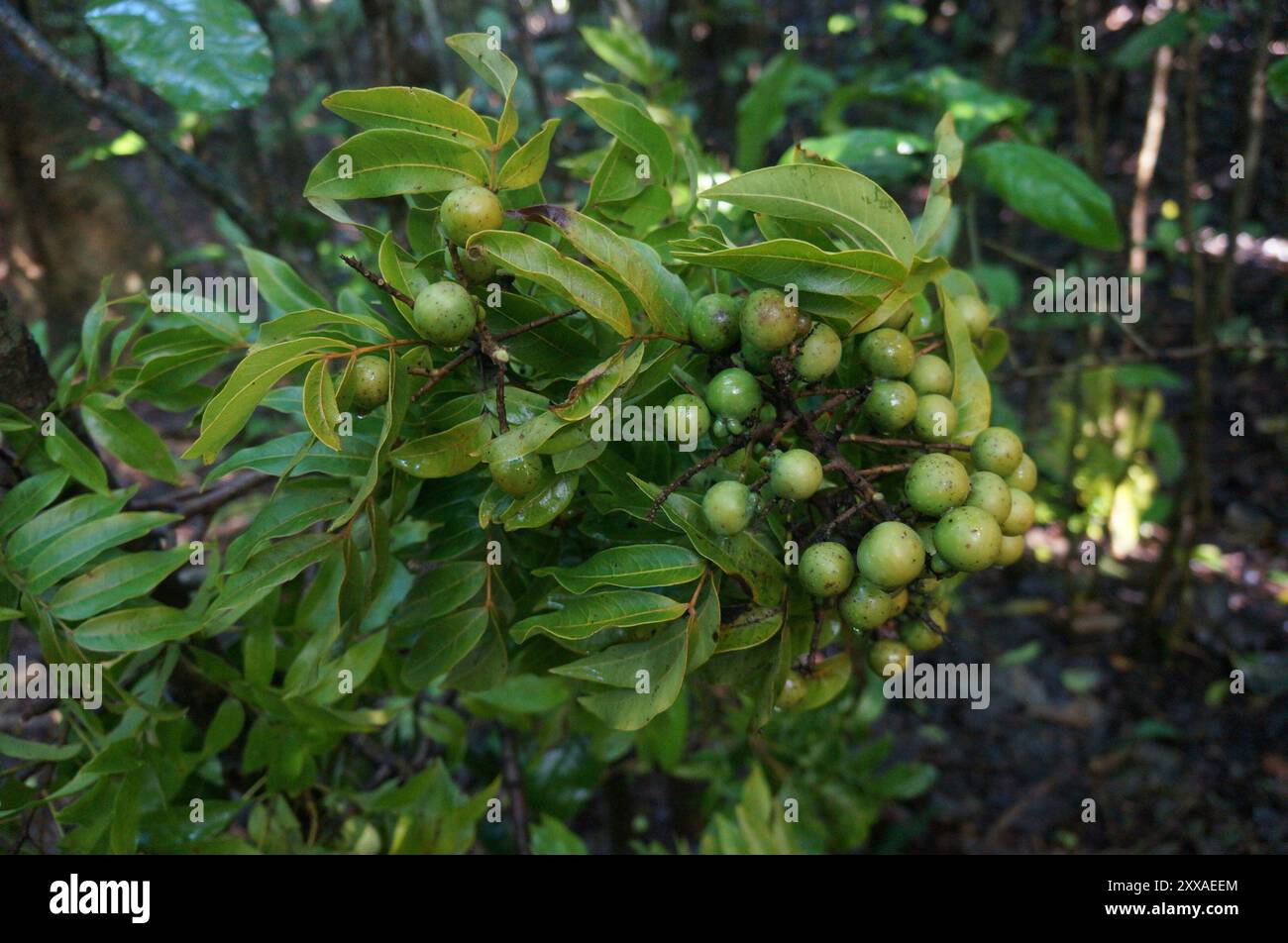 Wingleaf Soapberry (Sapindus saponaria) Plantae Stock Photo - Alamy