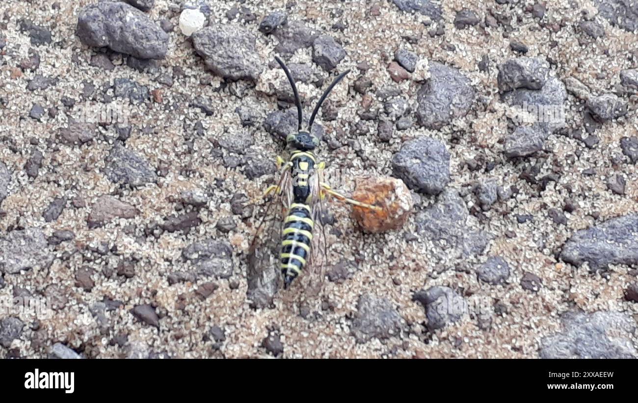 Thynnid Flower Wasps (Thynnidae) Insecta Stock Photo - Alamy