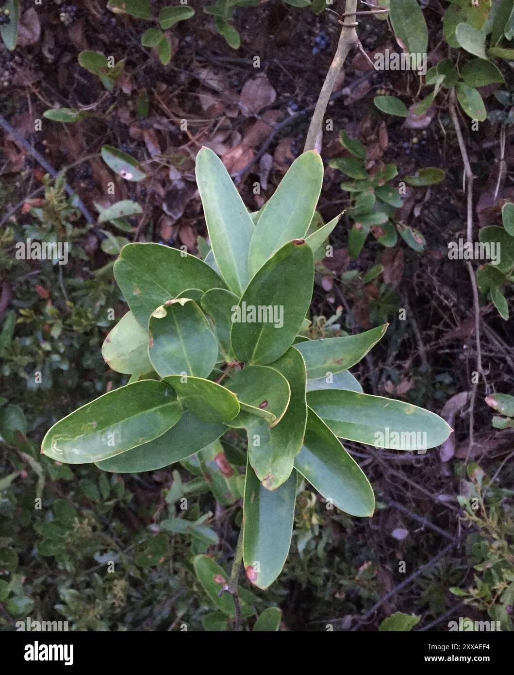 laurel-leaf greenbrier (Smilax laurifolia) Plantae Stock Photo - Alamy