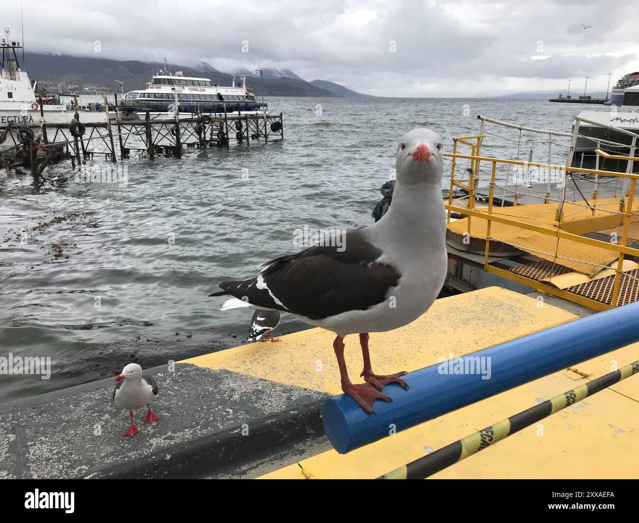Dolphin Gull (Leucophaeus scoresbii) Aves Stock Photo - Alamy