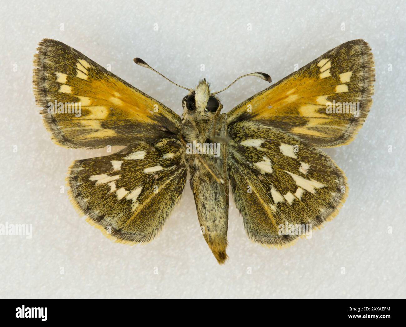 Draco Skipper (Polites draco) Insecta Stock Photo - Alamy