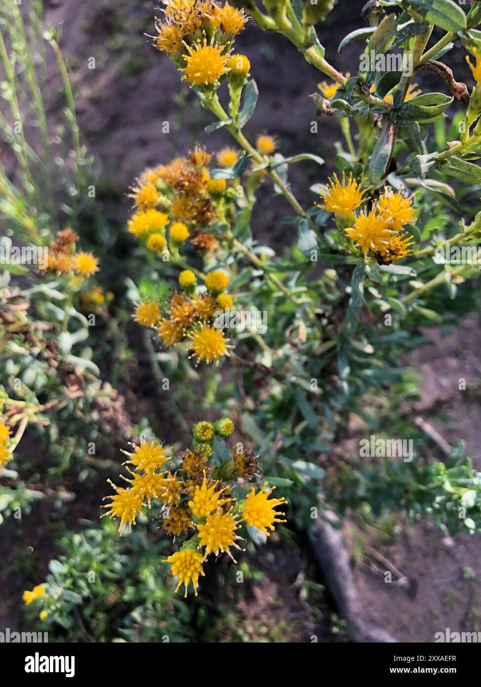Coastal Goldenbush (Isocoma menziesii) Plantae Stock Photo - Alamy