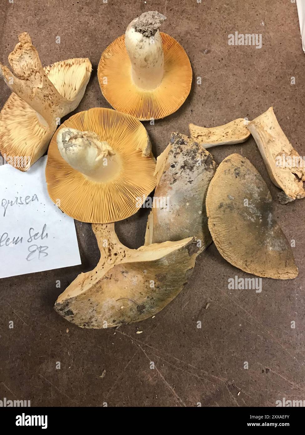 (Russula grisea) Fungi Stock Photo - Alamy