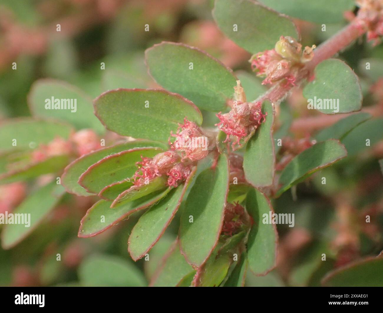 Red Caustic-creeper (Euphorbia thymifolia) Plantae Stock Photo - Alamy