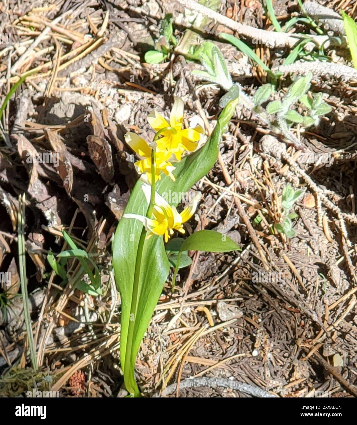 Purple Fawn Lily (Erythronium purpurascens) Plantae Stock Photo - Alamy