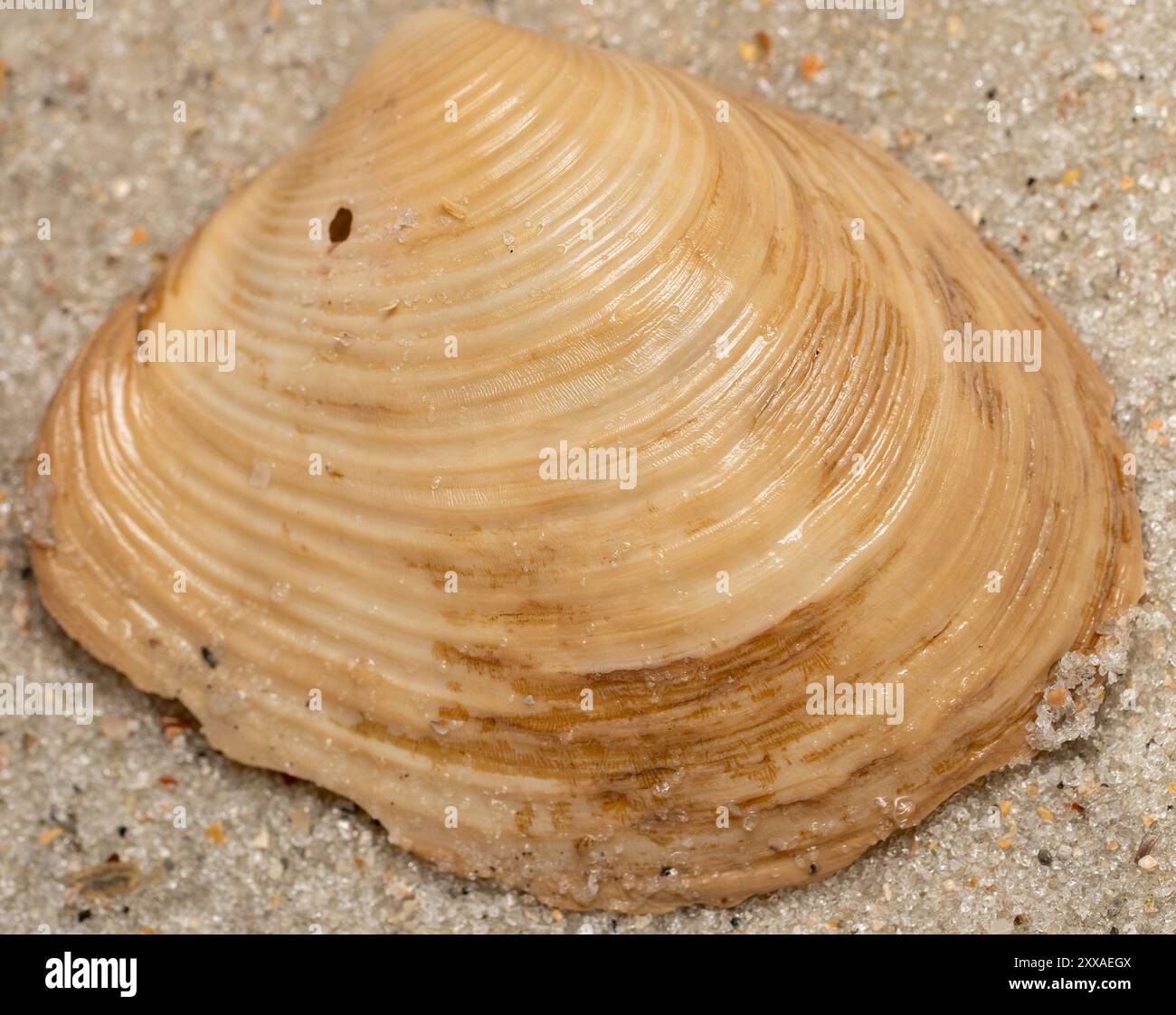Channeled Duck Clam (Raeta plicatella) Mollusca Stock Photo - Alamy