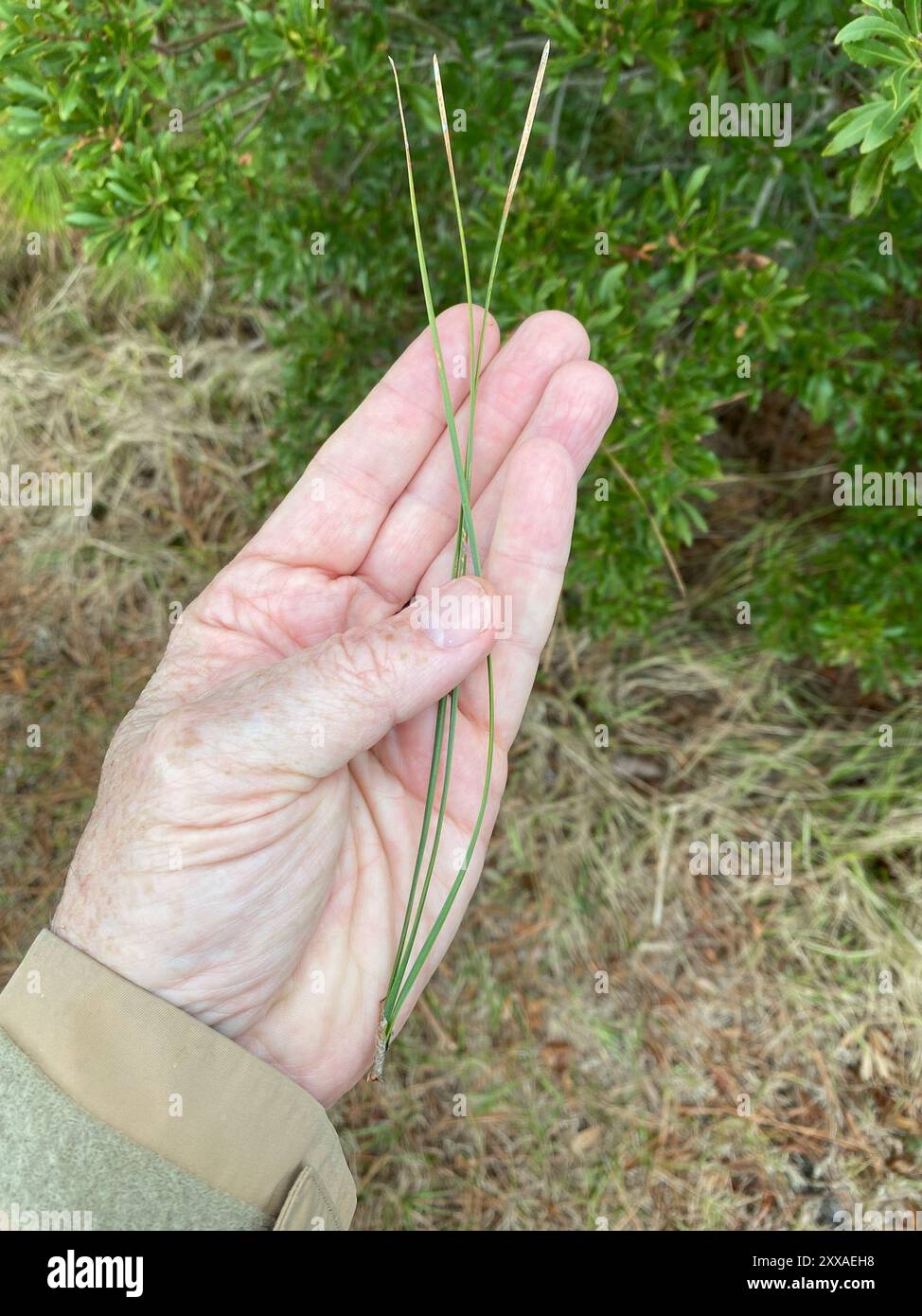 hard pines (Pinus) Plantae Stock Photo - Alamy