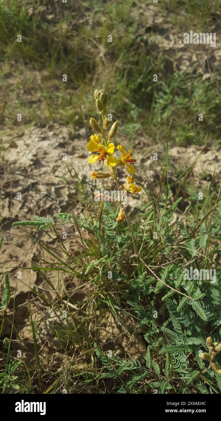 Indian rushpea (Hoffmannseggia glauca) Plantae Stock Photo - Alamy