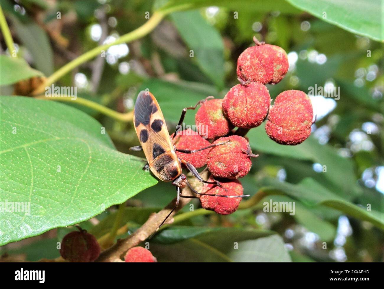 gutta bug (Physopelta gutta) Insecta Stock Photo - Alamy