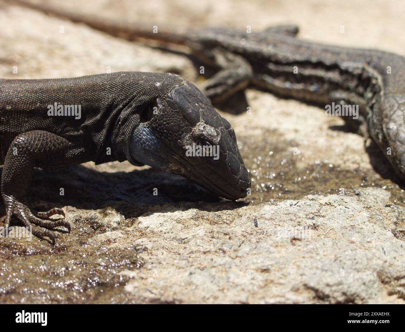 (Gallotia galloti palmae) Reptilia Stock Photo - Alamy