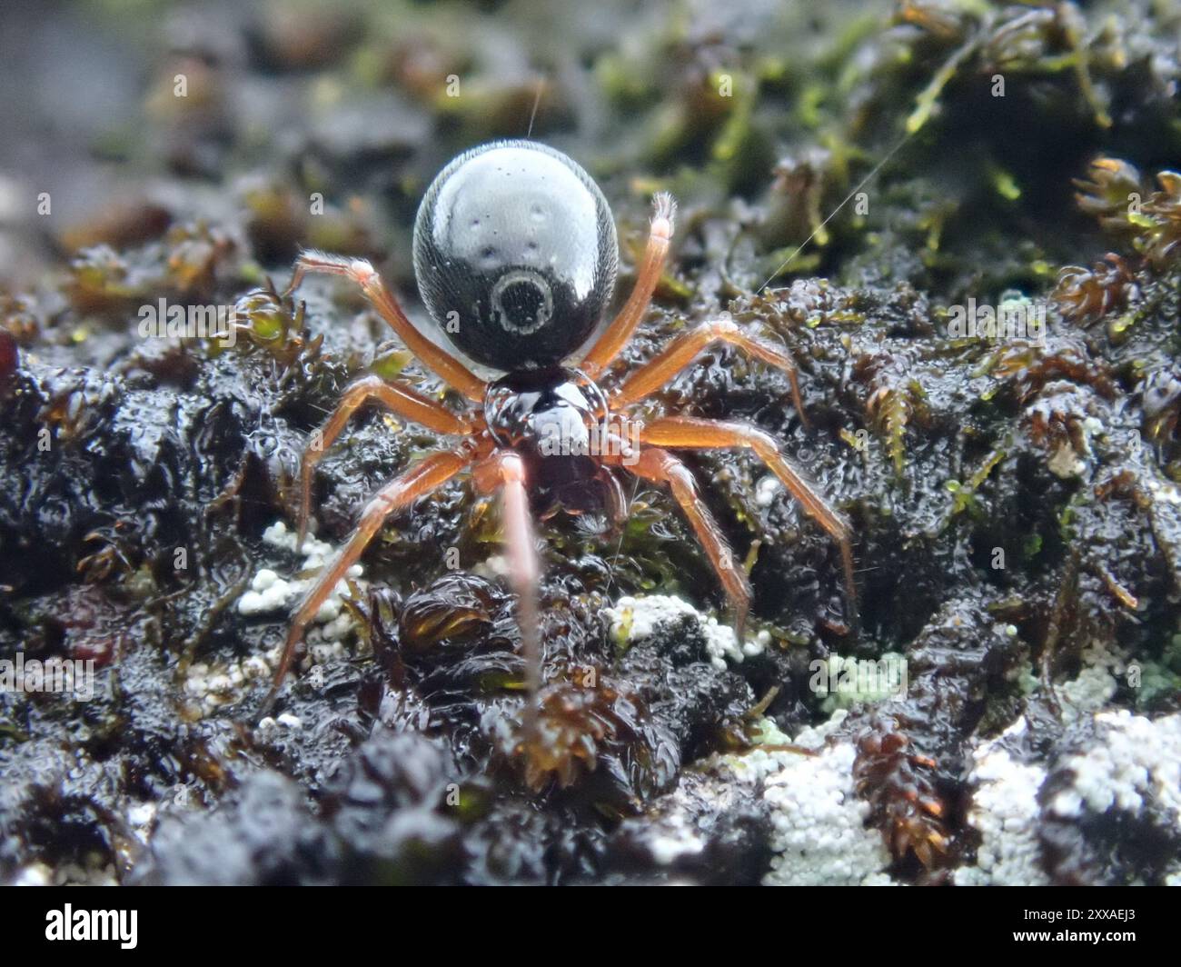 Typical Spiders (Araneomorphae) Arachnida Stock Photo - Alamy