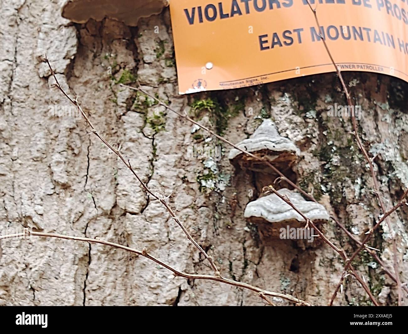 Hoof Fungus (Fomes fomentarius) Fungi Stock Photo - Alamy